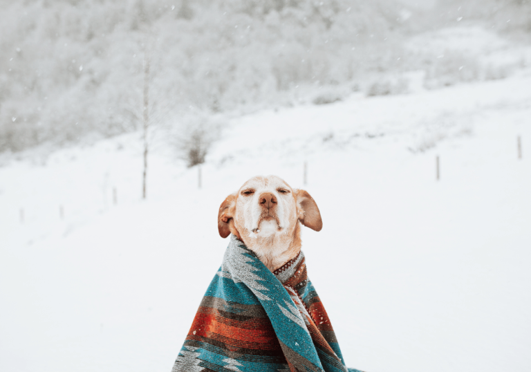 Recognizing Cold Symptoms in Dogs | Union City Veterinary Medical Center